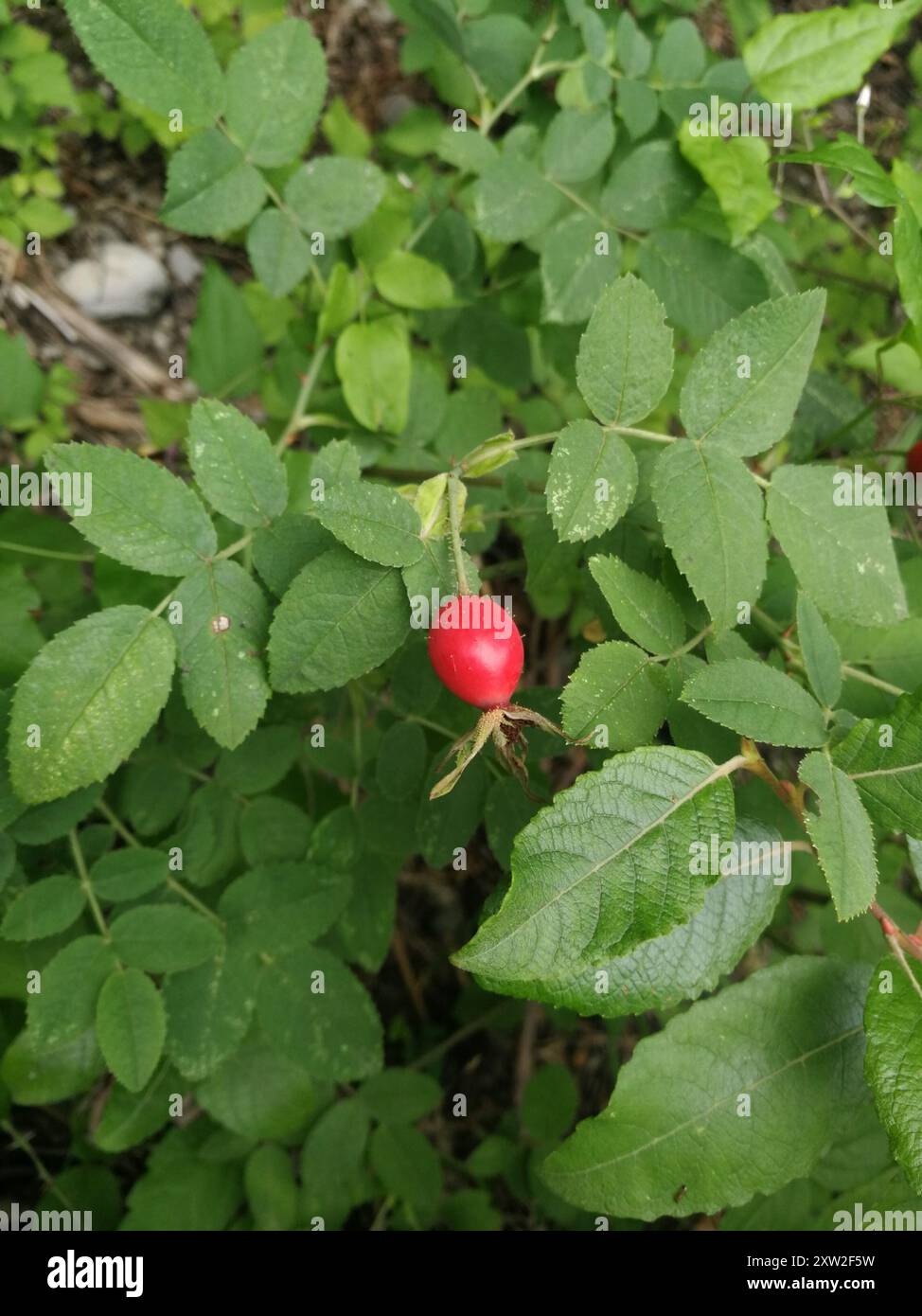 Harsh Downy-rose (Rosa tomentosa) Plantae Stock Photo - Alamy