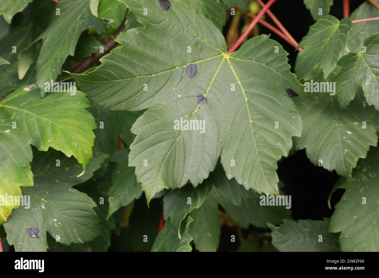 sycamore maple (Acer pseudoplatanus) Plantae Stock Photo - Alamy