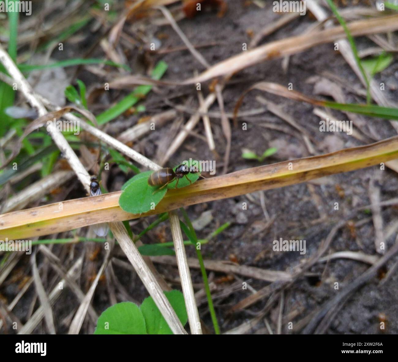 Citronella Ants, Fuzzy Ants, and Allies (Lasius) Insecta Stock Photo ...
