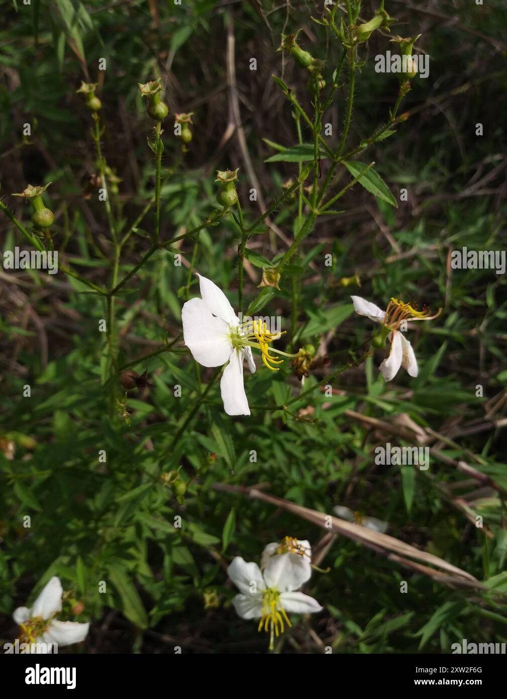 Maryland meadowbeauty (Rhexia mariana) Plantae Stock Photo - Alamy