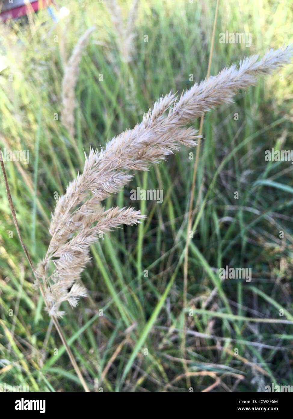 Bushgrass (Calamagrostis epigejos) Plantae Stock Photo - Alamy