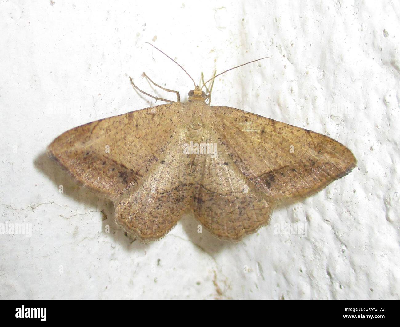 Geometer Moths (Geometridae) Insecta Stock Photo - Alamy