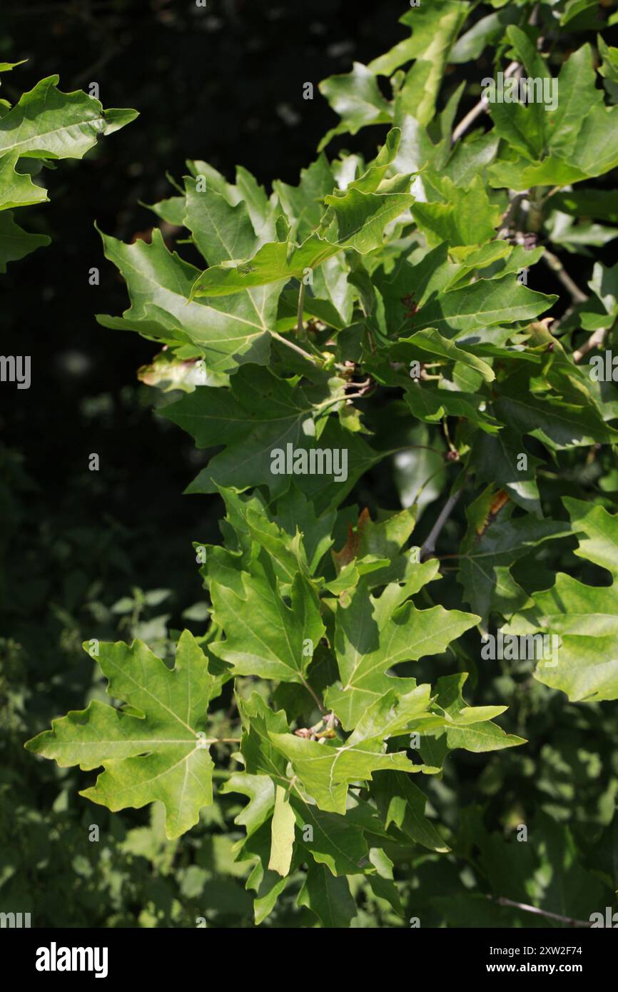 London Plane (Platanus × hispanica) Plantae Stock Photo - Alamy