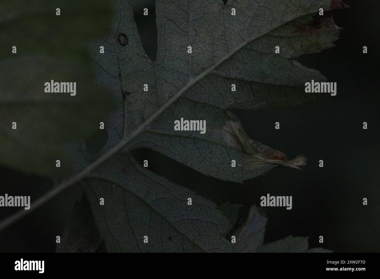 Common Thorn Midget (Phyllonorycter oxyacanthae) Insecta Stock Photo ...