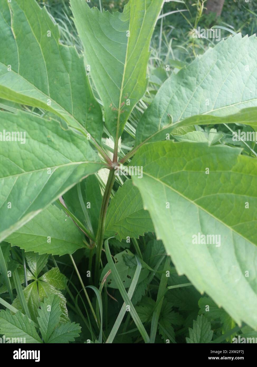 thicket creeper (Parthenocissus inserta) Plantae Stock Photo - Alamy