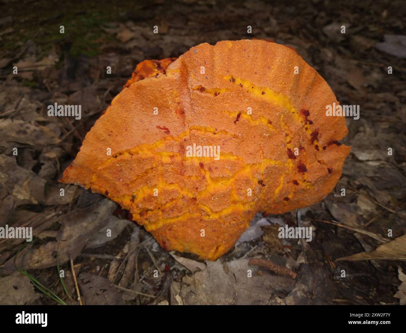 lobster mushroom (Hypomyces lactifluorum) Fungi Stock Photo - Alamy