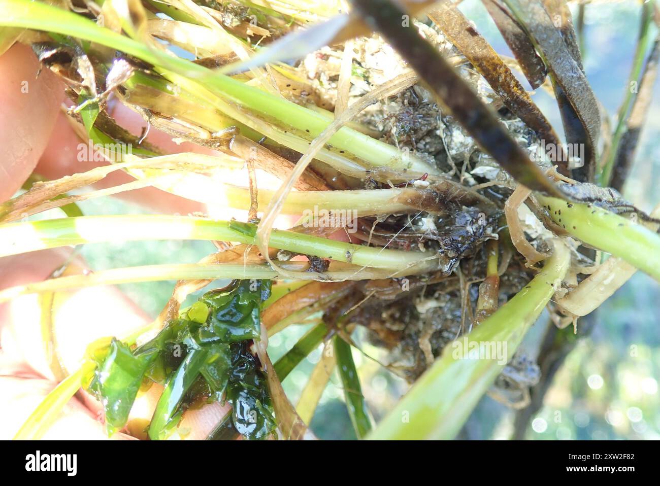 surfgrasses (Phyllospadix) Plantae Stock Photo - Alamy