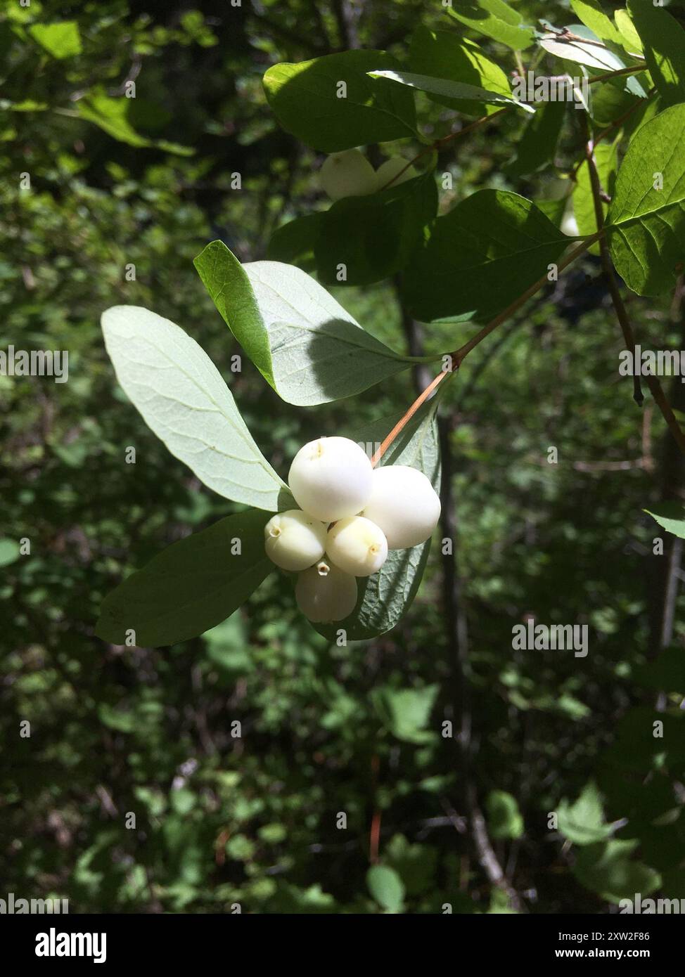 Common Snowberry (Symphoricarpos albus) Plantae Stock Photo - Alamy