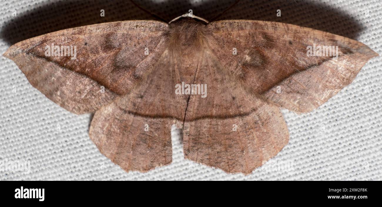 Curved-toothed Geometer Moth (Eutrapela clemataria) Insecta Stock Photo ...