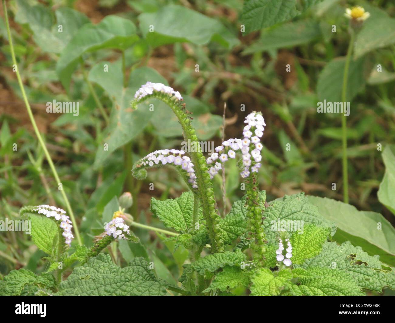 Indian Heliotrope (Heliotropium indicum) Plantae Stock Photo - Alamy