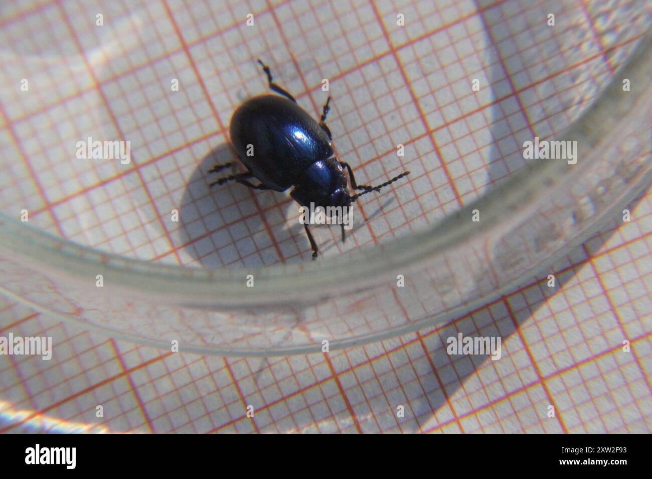 Mint beetle (Chrysolina coerulans) Insecta Stock Photo - Alamy