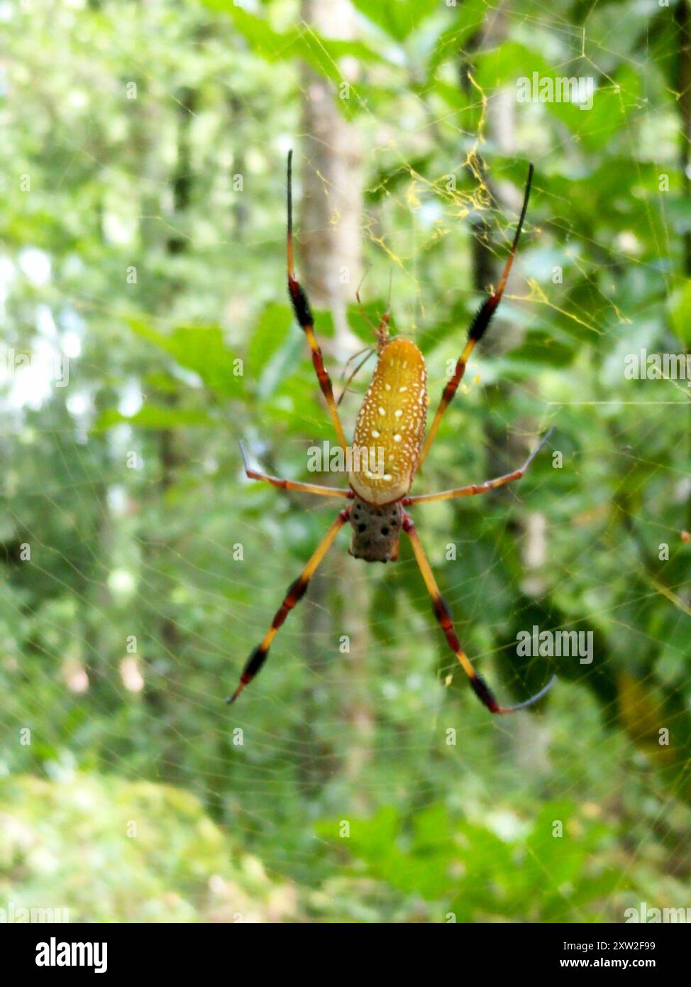 Golden Silk Spider (Trichonephila clavipes) Arachnida Stock Photo - Alamy