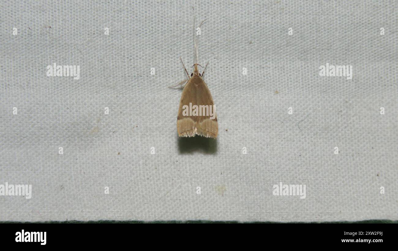 Long-horned Moths (Lecithoceridae) Insecta Stock Photo - Alamy