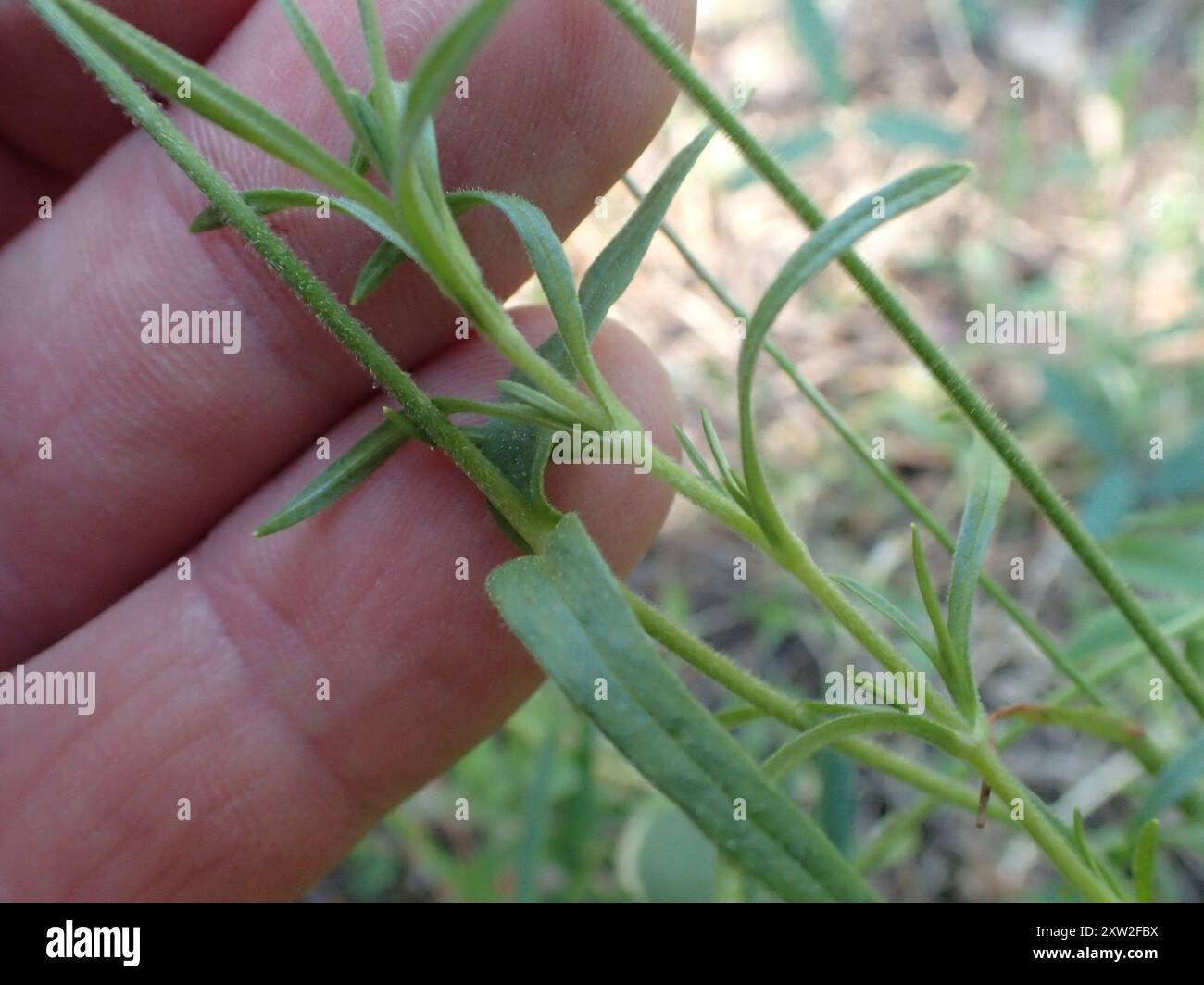 field chickweed (Cerastium arvense) Plantae Stock Photo - Alamy