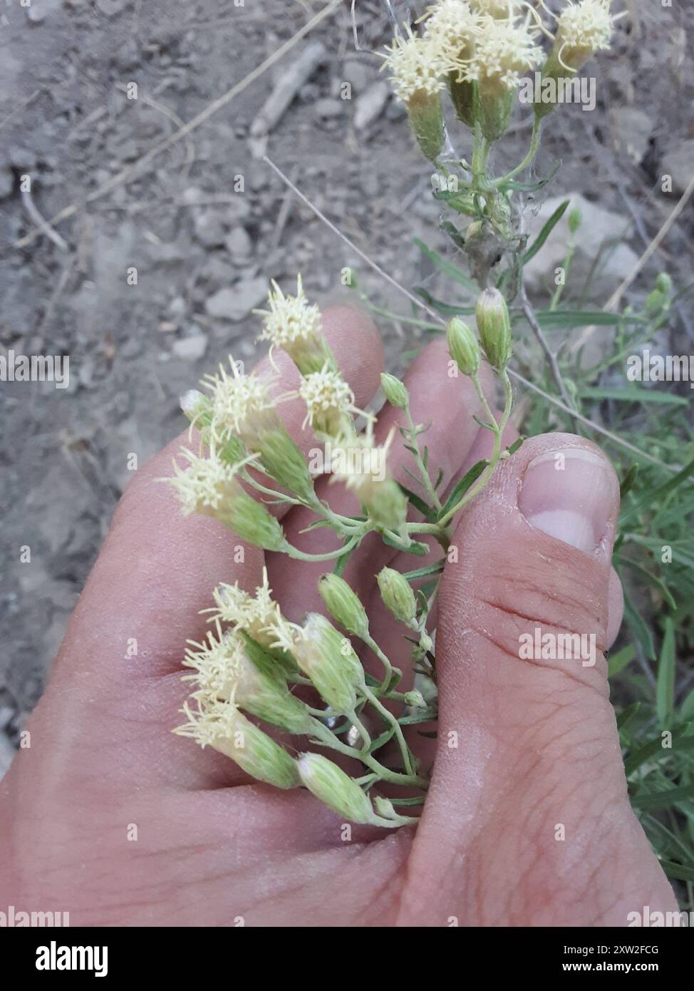 False Boneset (Brickellia eupatorioides) Plantae Stock Photo - Alamy