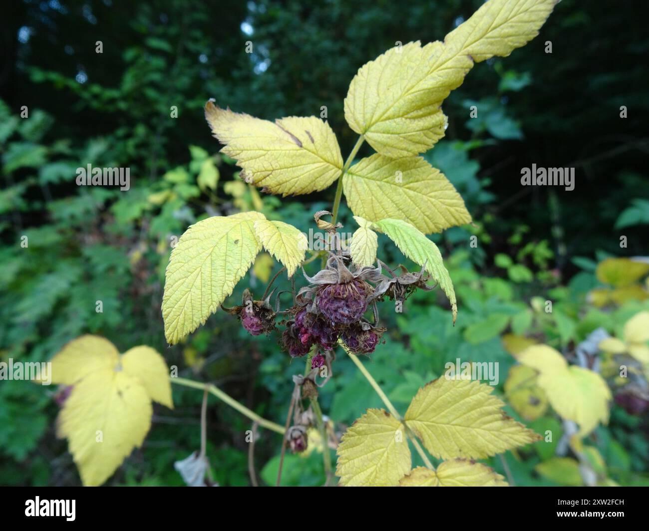 red raspberry (Rubus idaeus) Plantae Stock Photo - Alamy