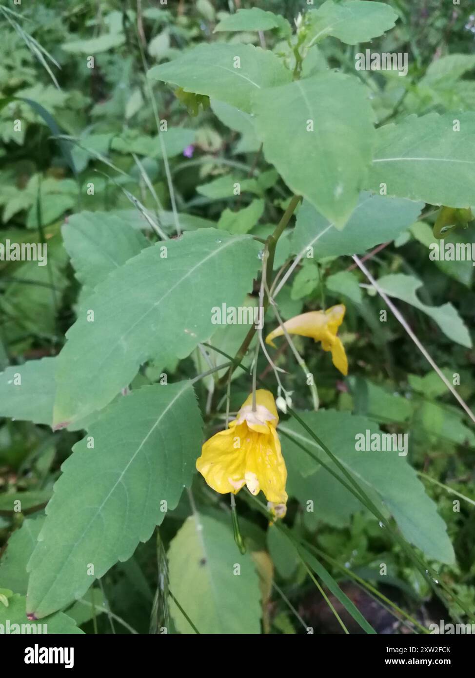Touch-me-not Balsam (Impatiens noli-tangere) Plantae Stock Photo - Alamy