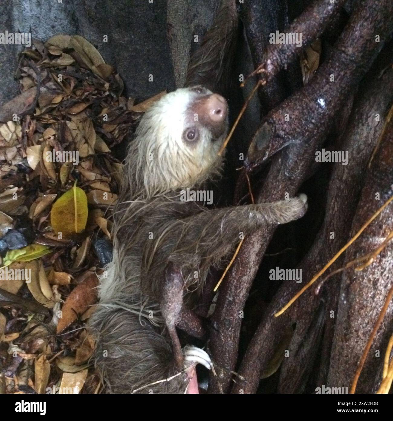 Hoffmann's Two-toed Sloth (Choloepus hoffmanni) Mammalia Stock Photo - Alamy