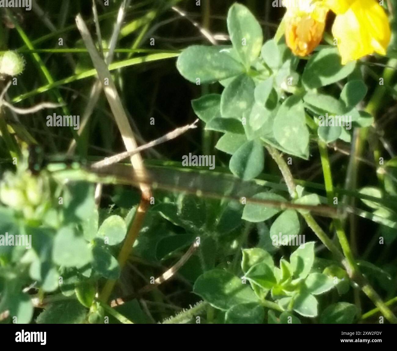 Fragile Forktail (Ischnura posita) Insecta Stock Photo - Alamy