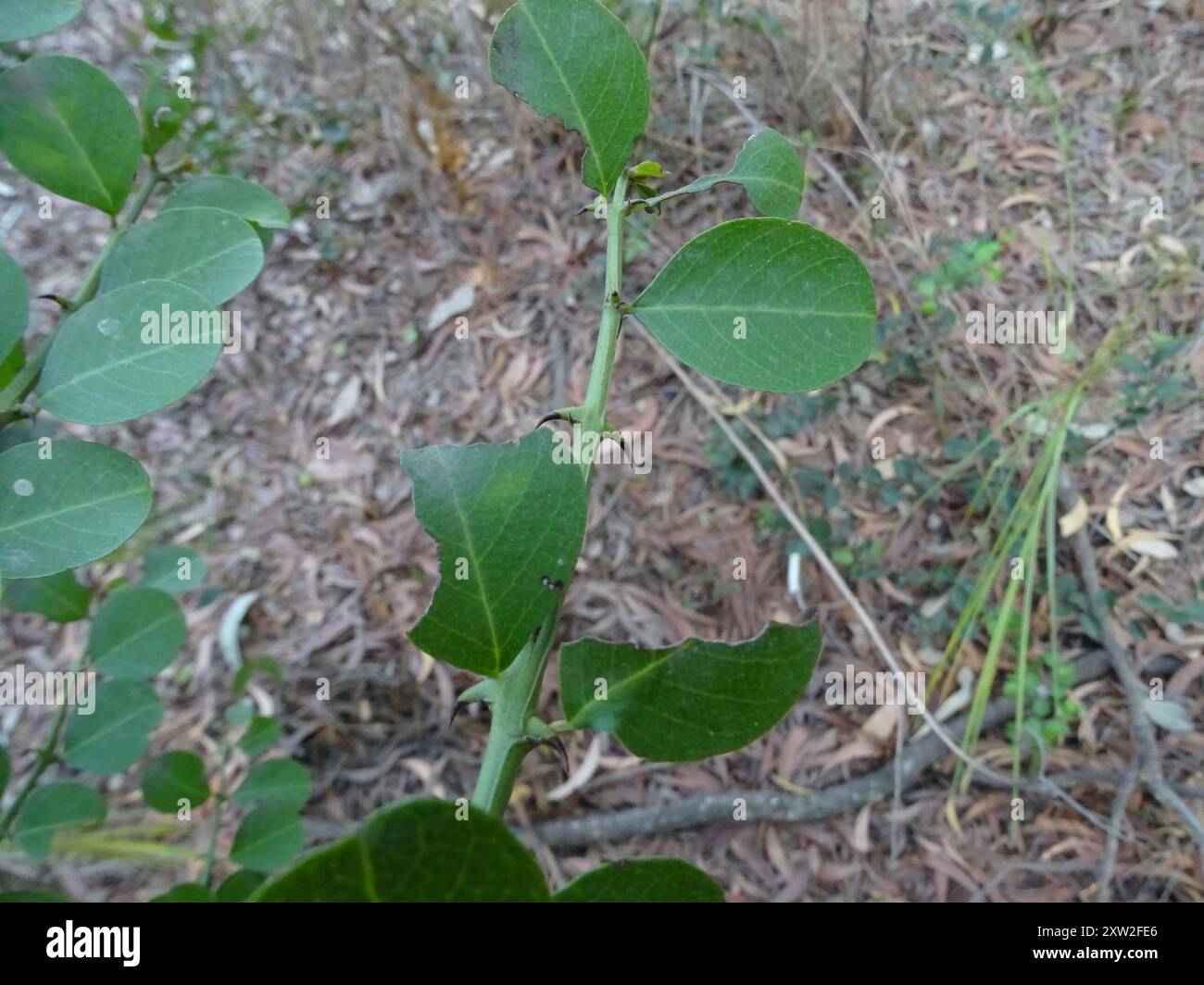 cat-thorn (Scutia myrtina) Plantae Stock Photo - Alamy