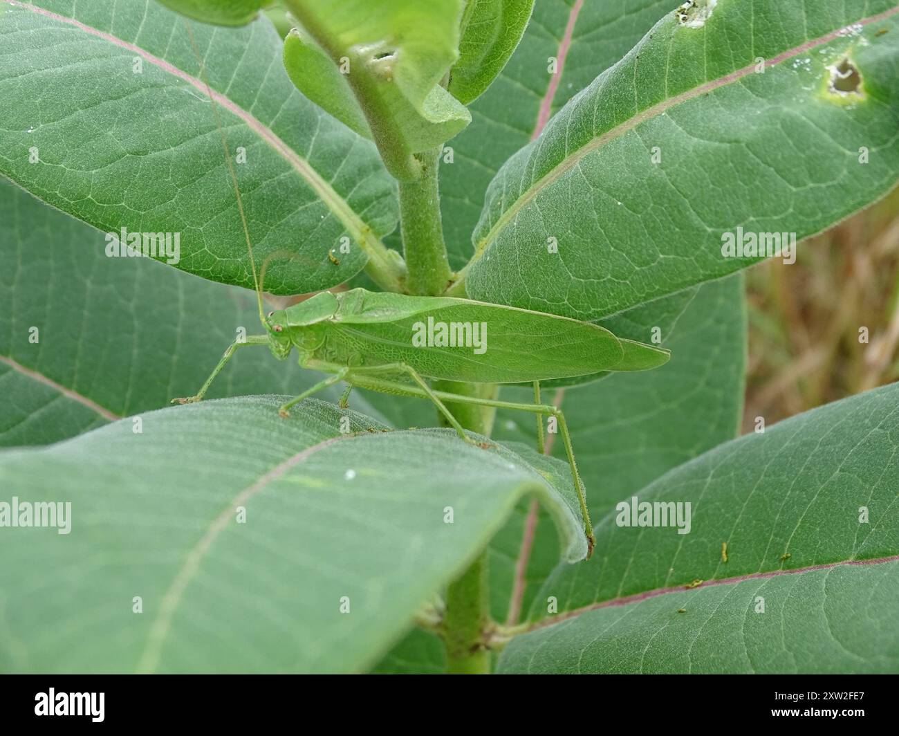 Broad-winged Bush Katydid (Scudderia pistillata) Insecta Stock Photo ...