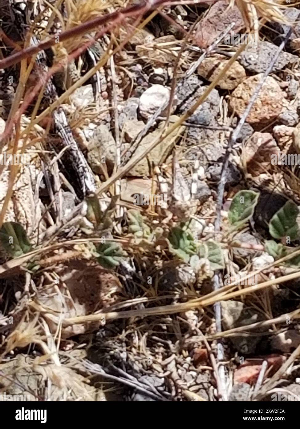Ridged Grasshopper (Conozoa carinata) Insecta Stock Photo - Alamy
