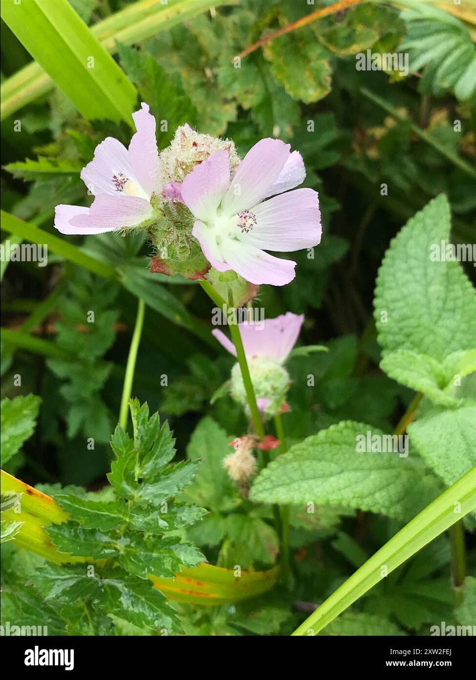 Annual Checkerbloom (Sidalcea calycosa) Plantae Stock Photo - Alamy