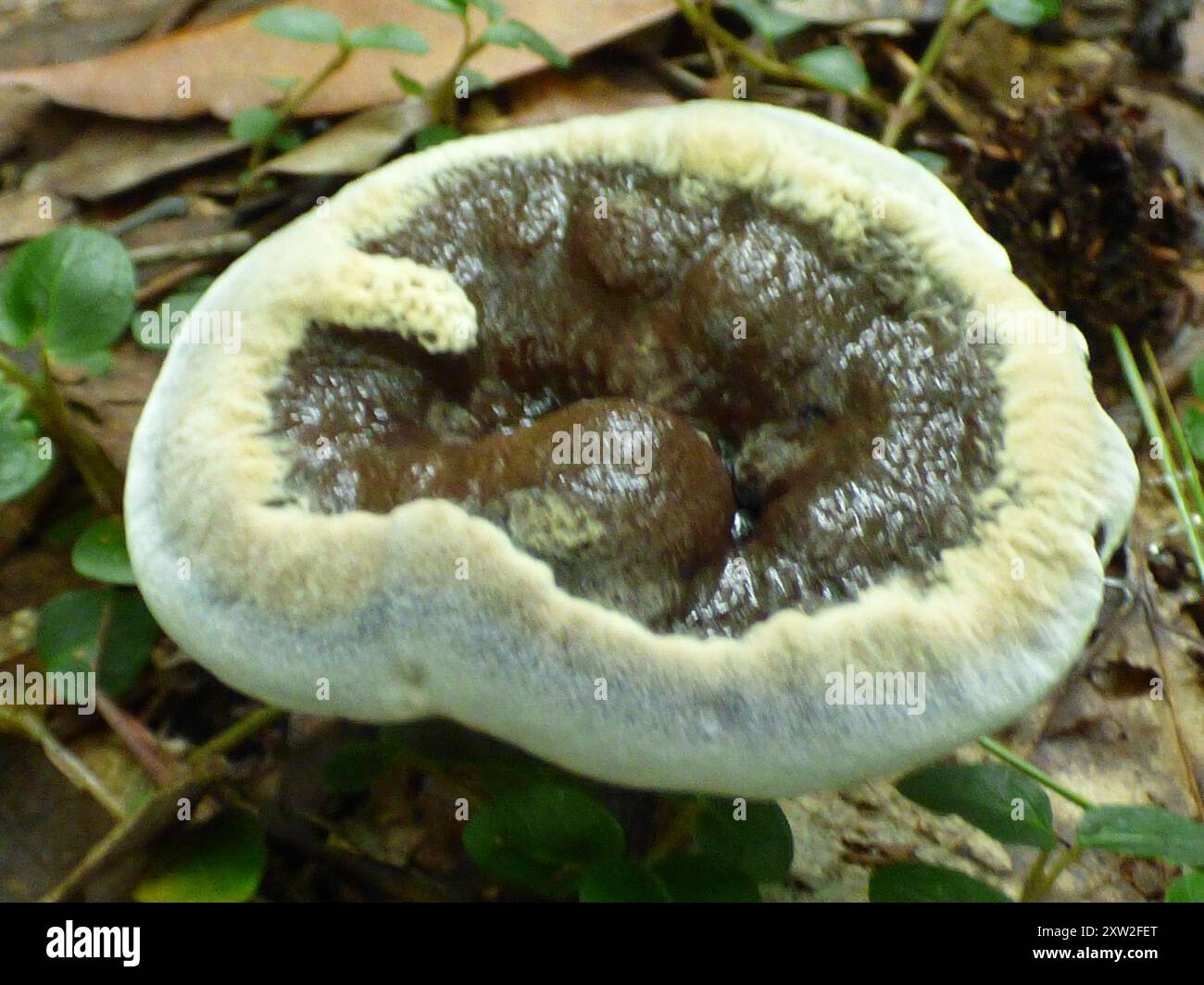 Phellodon niger hi-res stock photography and images - Alamy