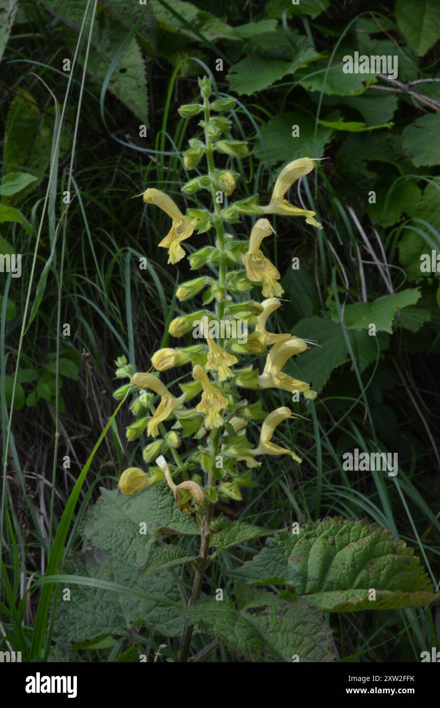 Sticky Sage (Salvia glutinosa) Plantae Stock Photo - Alamy
