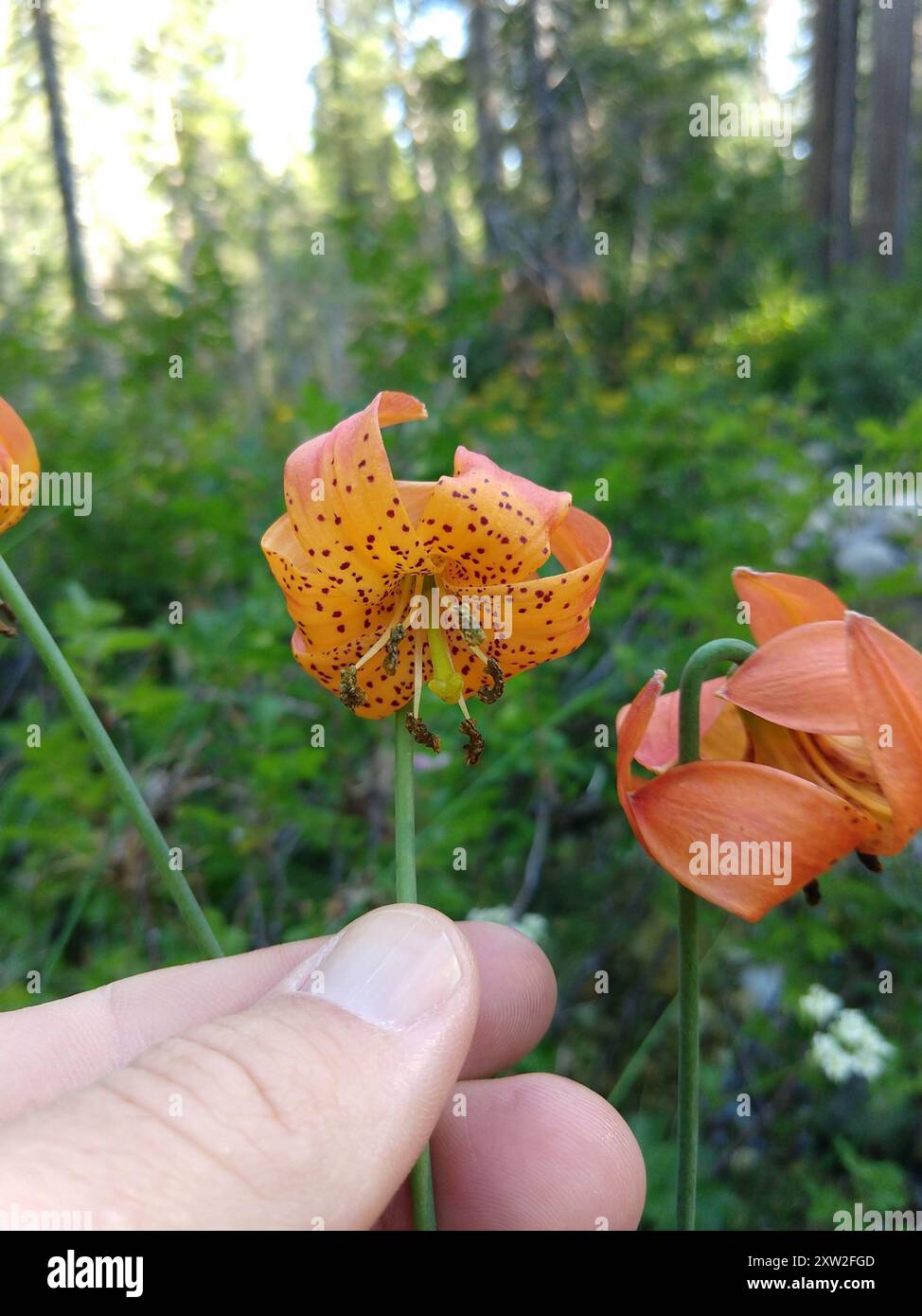 shasta lily (Lilium pardalinum shastense) Plantae Stock Photo - Alamy