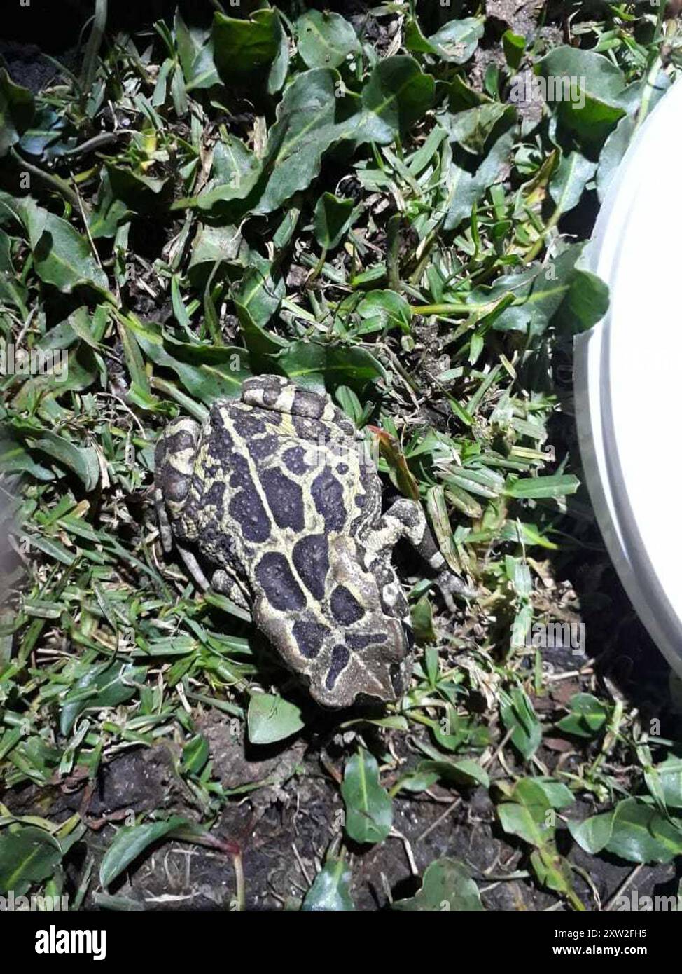 Western Leopard Toad (Sclerophrys pantherina) Amphibia Stock Photo - Alamy