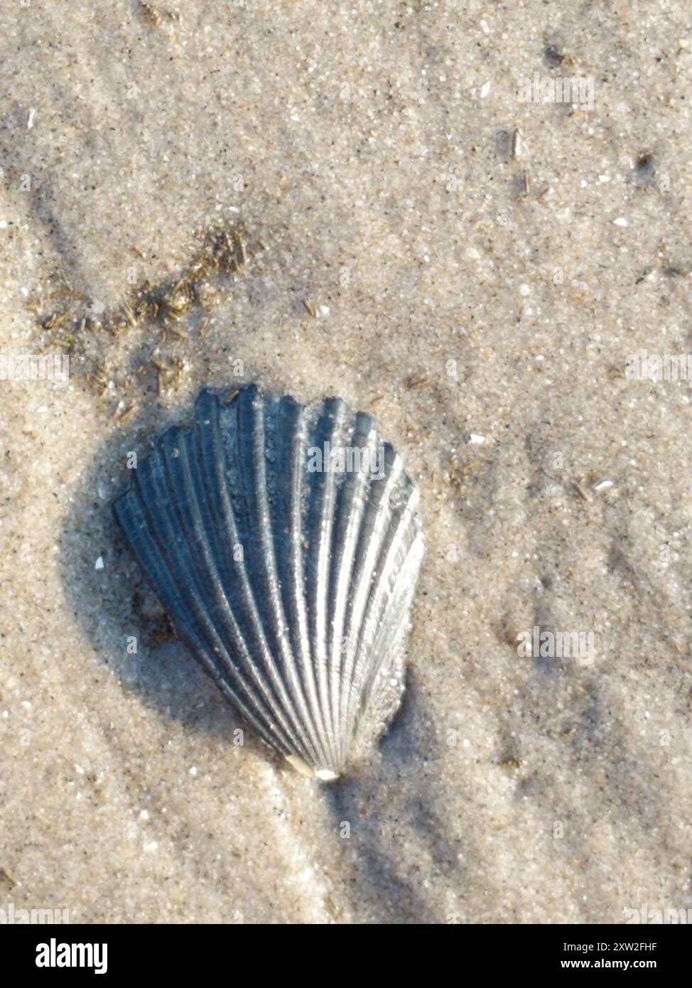 Atlantic Bay Scallop (Argopecten irradians) Mollusca Stock Photo - Alamy