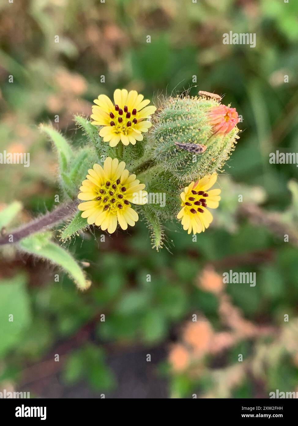 coast tarweed (Madia sativa) Plantae Stock Photo - Alamy
