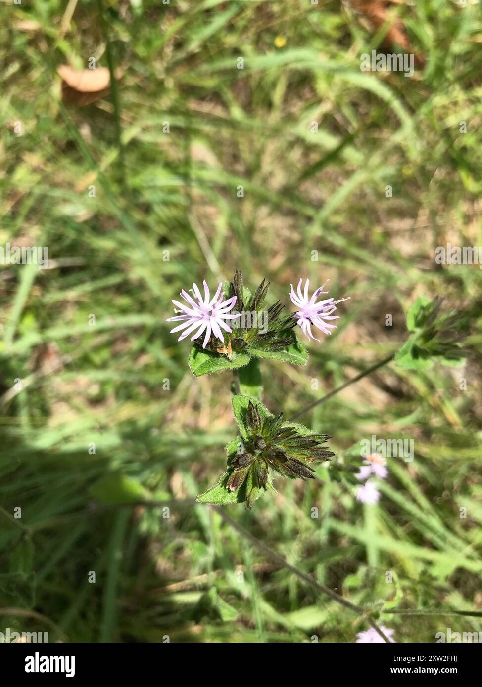 common elephant's-foot (Elephantopus tomentosus) Plantae Stock Photo ...