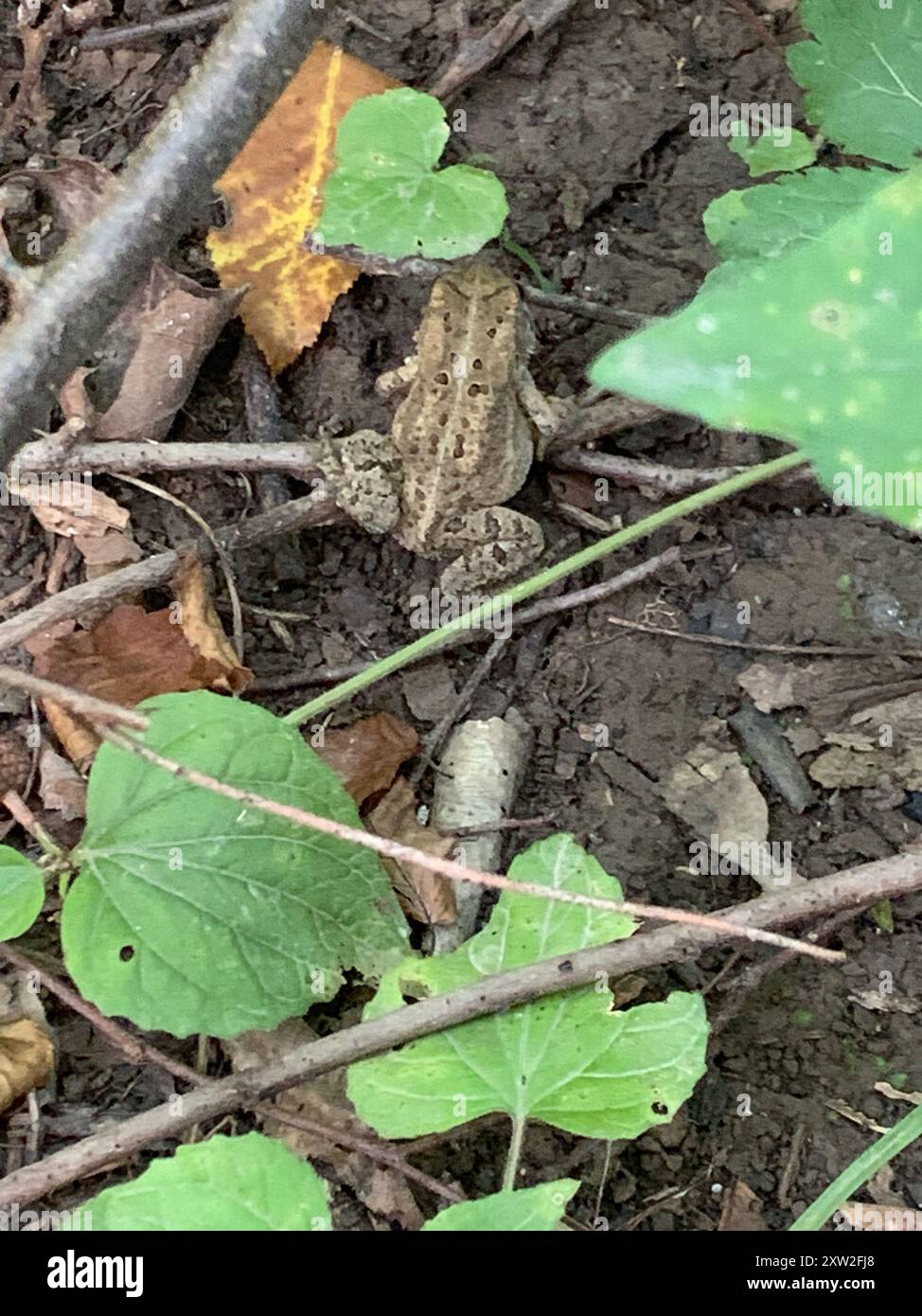 Eastern American Toad (Anaxyrus americanus americanus) Amphibia Stock ...