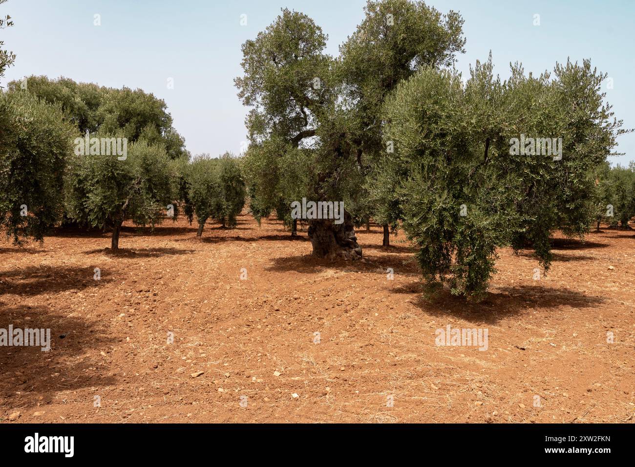 Olive trees grove stone house hi-res stock photography and images - Alamy