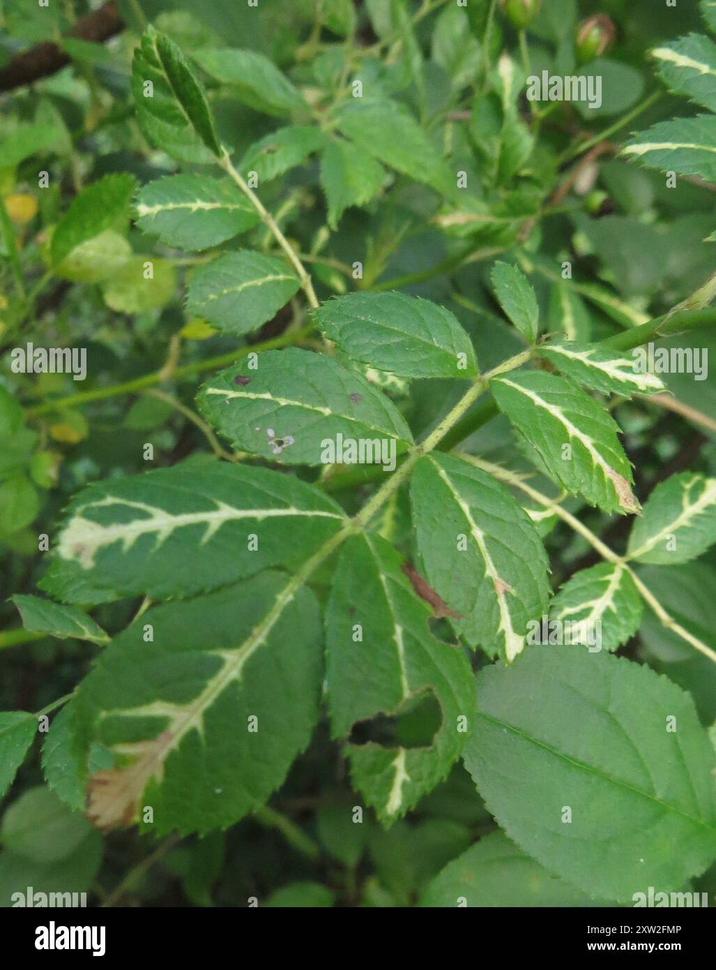 Rose rosette disease hi-res stock photography and images - Alamy