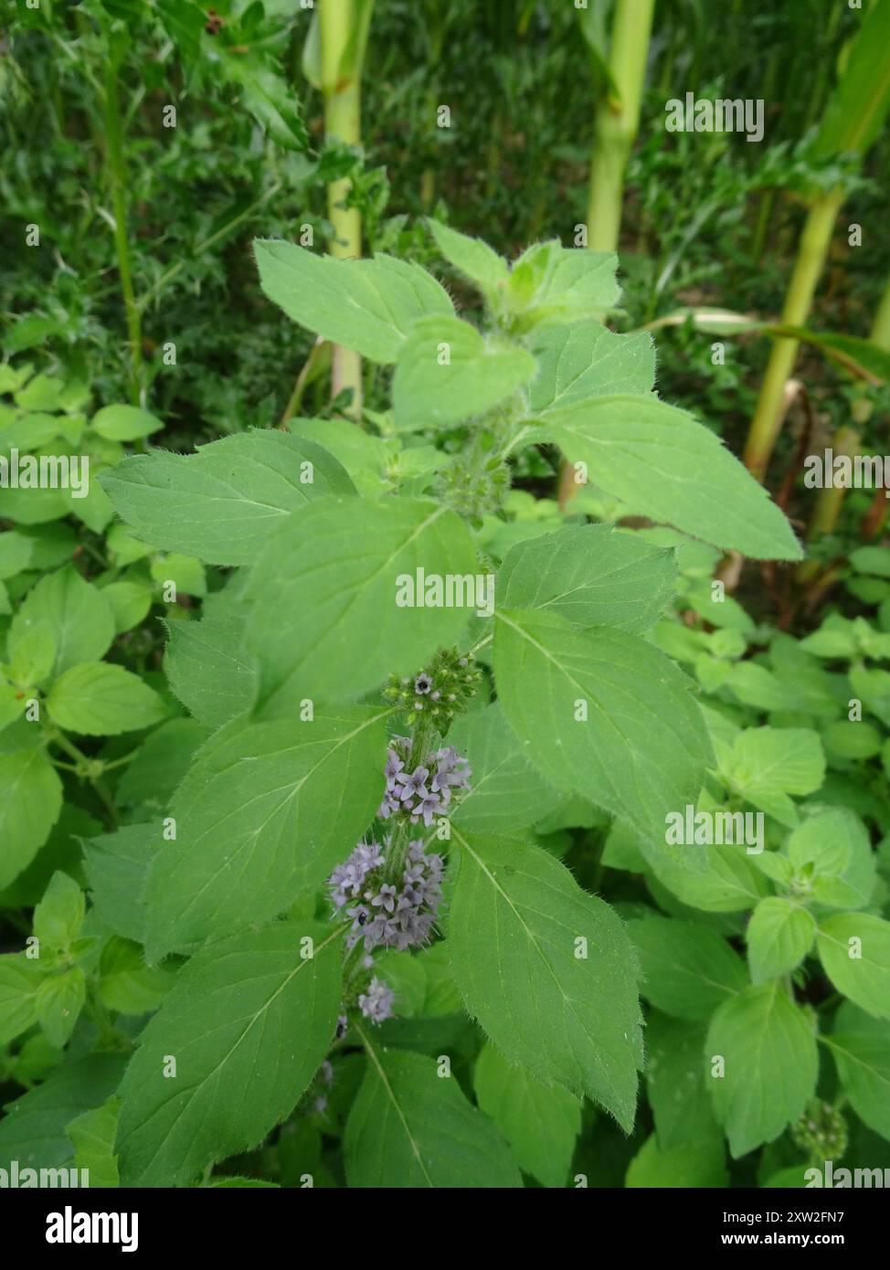 corn mint (Mentha arvensis) Plantae Stock Photo - Alamy
