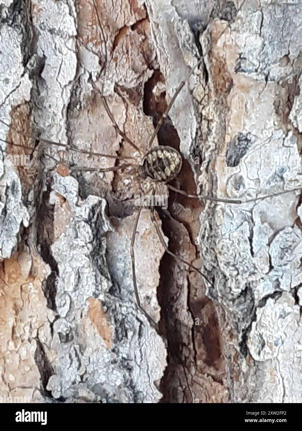 European Harvestman (Phalangium opilio) Arachnida Stock Photo - Alamy