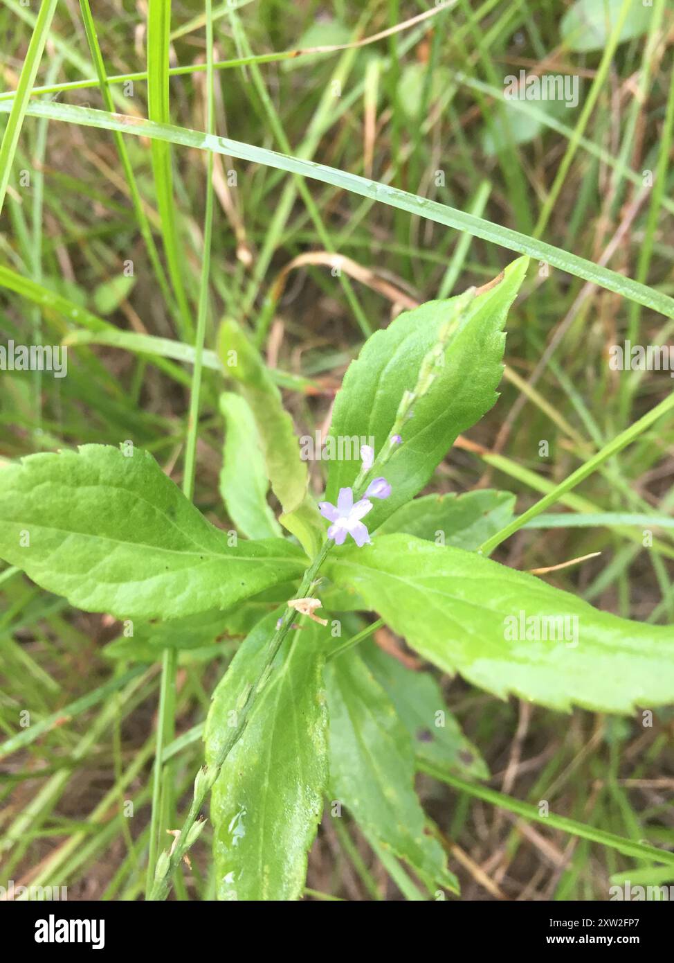 Texas vervain (Verbena halei) Plantae Stock Photo - Alamy