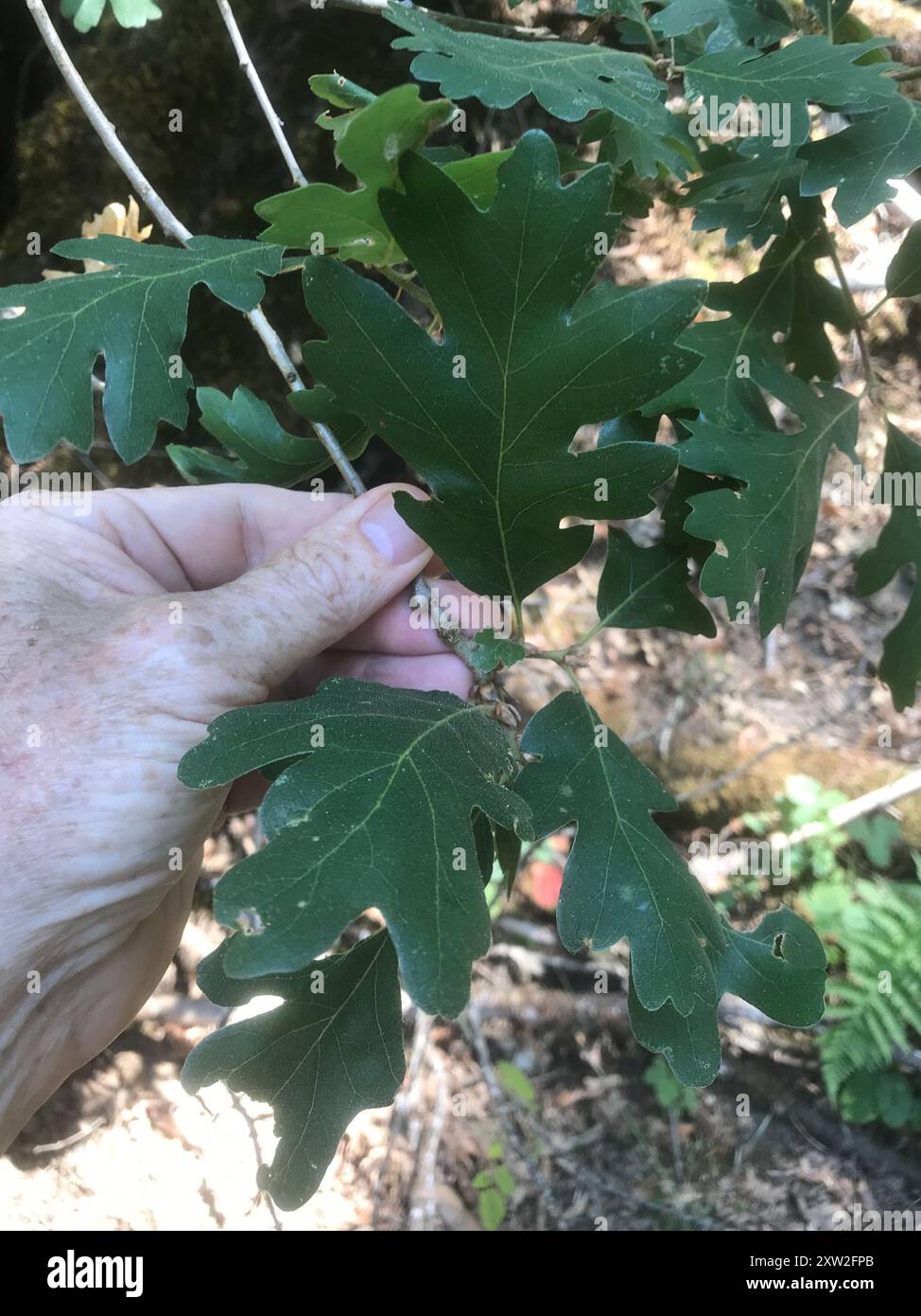 Oregon oak (Quercus garryana) Plantae Stock Photo - Alamy