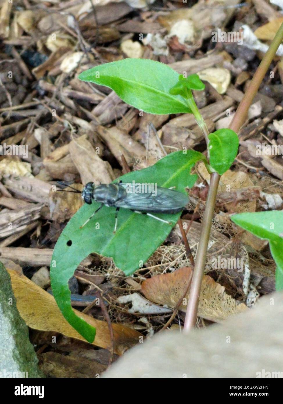 Black Soldier Fly (Hermetia illucens) Insecta Stock Photo - Alamy
