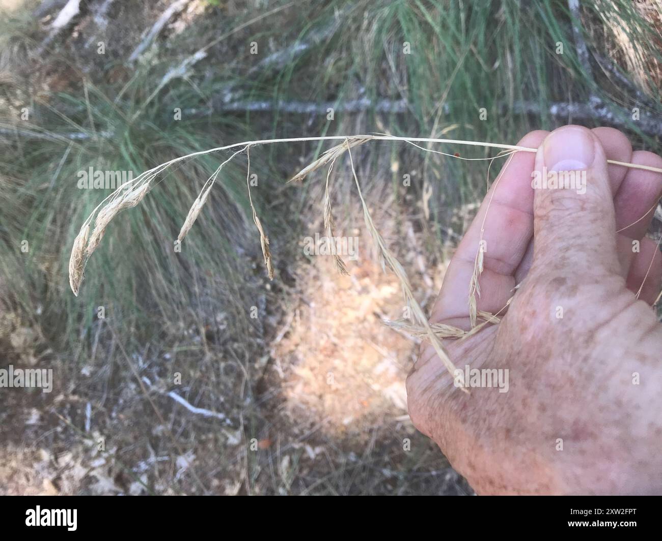 California fescue (Festuca californica) Plantae Stock Photo - Alamy