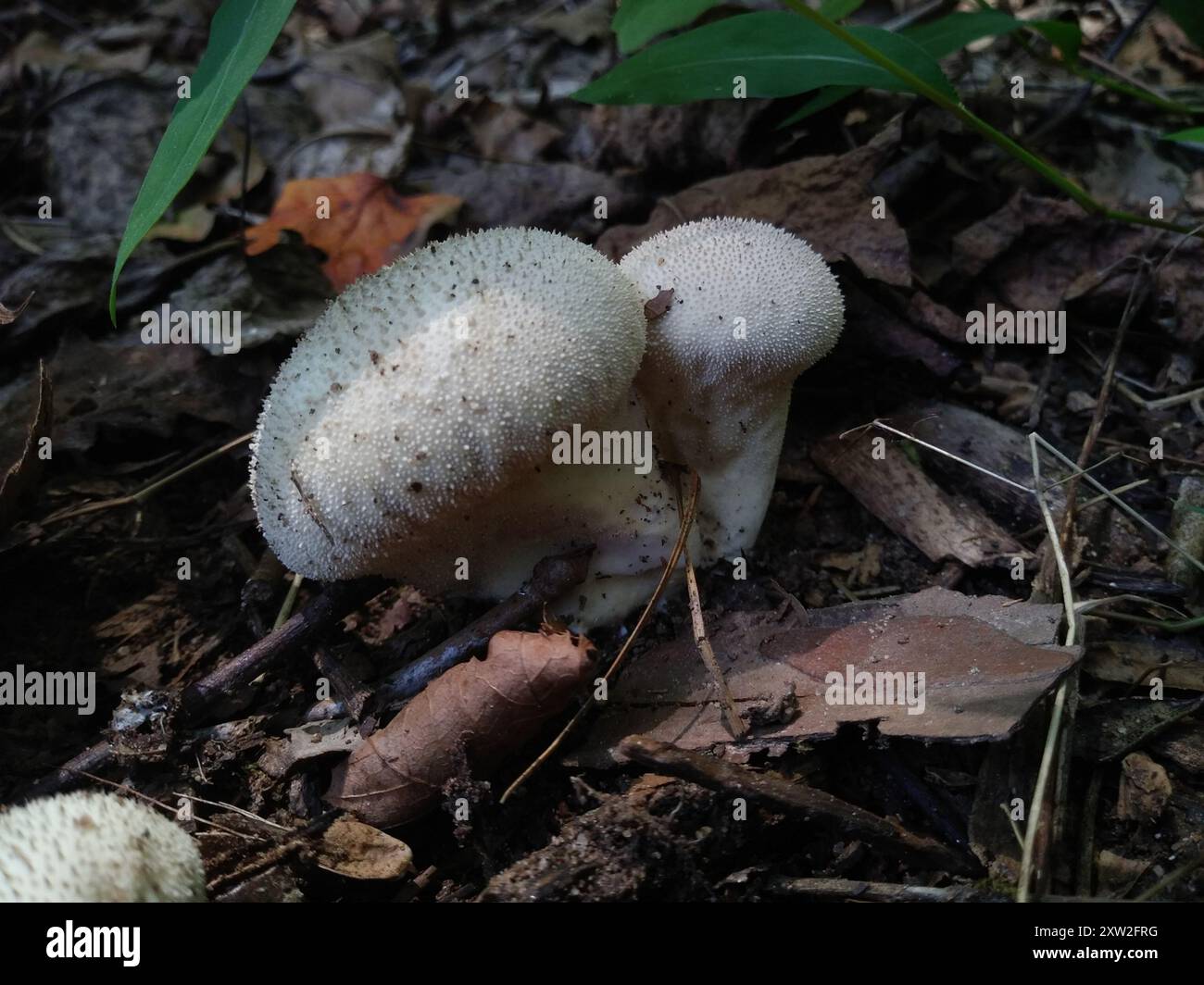 common puffball (Lycoperdon perlatum) Fungi Stock Photo - Alamy