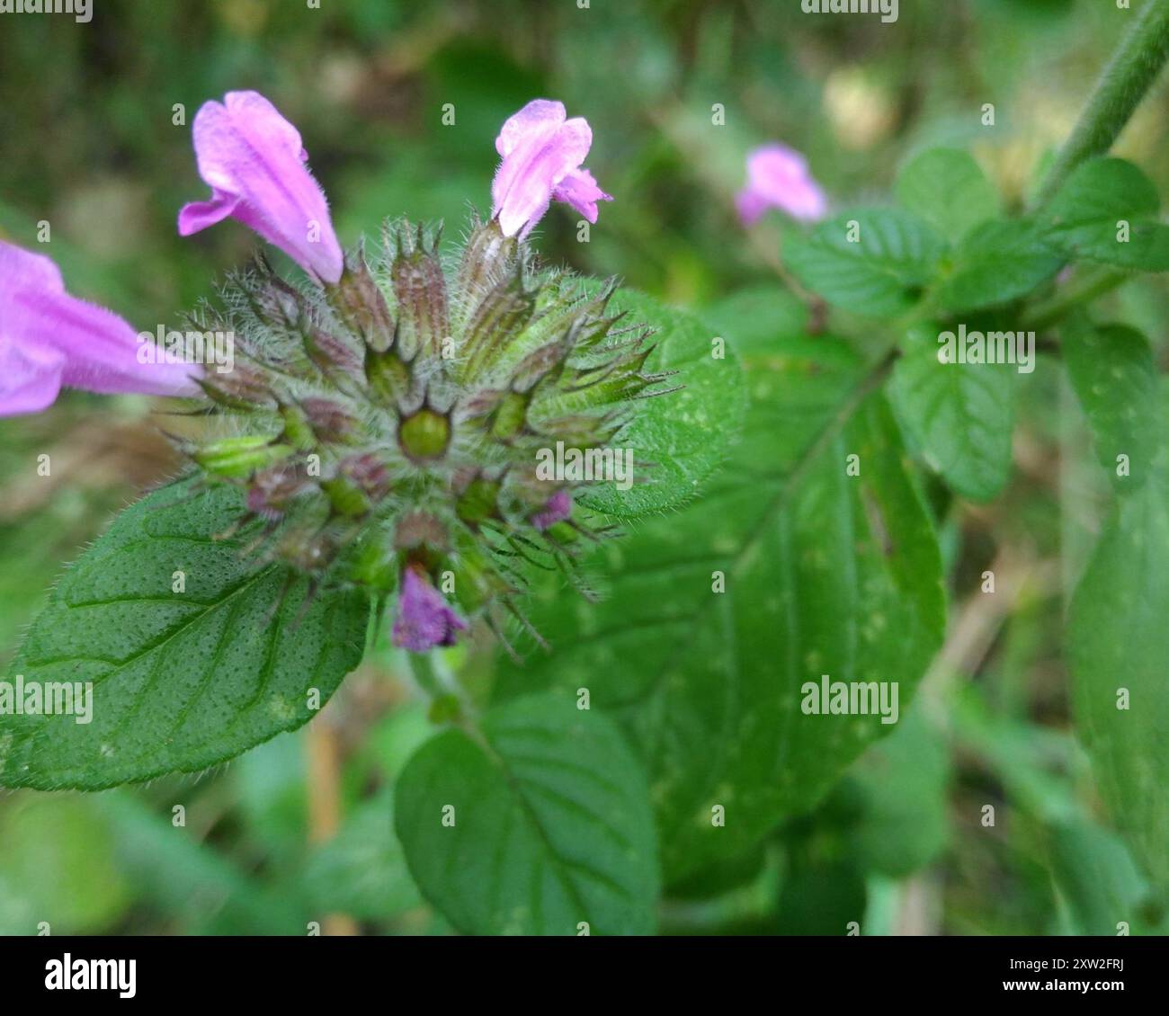 Wild Basil (Clinopodium vulgare) Plantae Stock Photo - Alamy