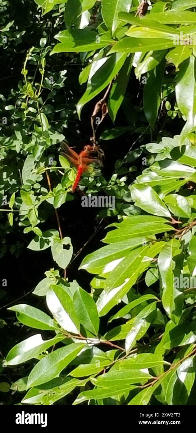 Neon Skimmer (Libellula croceipennis) Insecta Stock Photo - Alamy