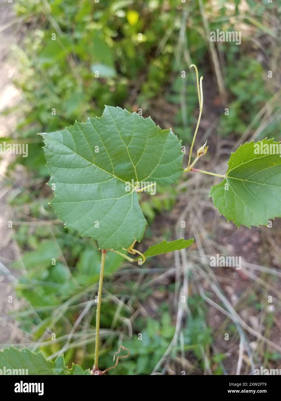 canyon wild grape (Vitis arizonica) Plantae Stock Photo - Alamy