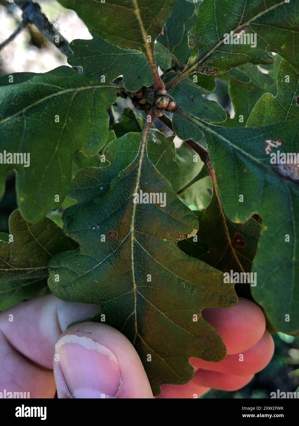 Oregon oak (Quercus garryana) Plantae Stock Photo - Alamy