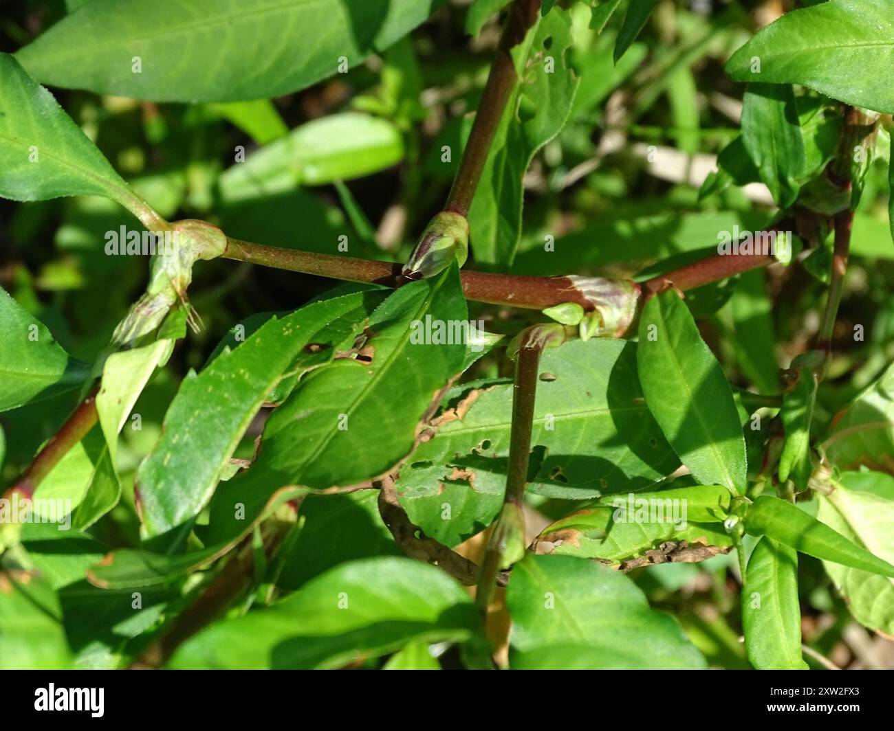 waterpepper (Persicaria hydropiper) Plantae Stock Photo - Alamy