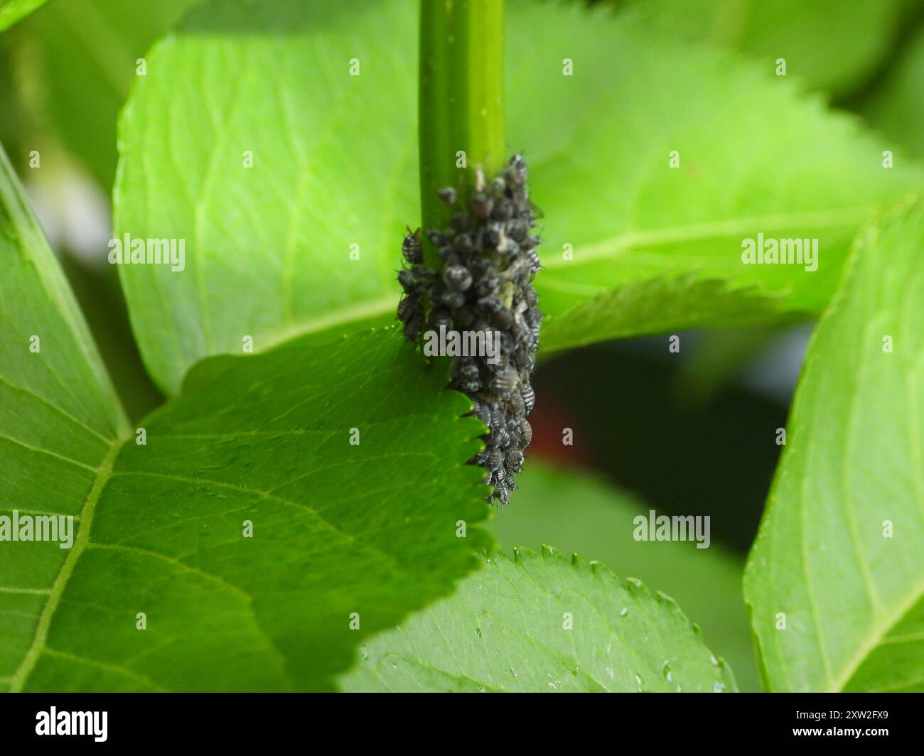 Elder Aphid (Aphis sambuci) Insecta Stock Photo - Alamy